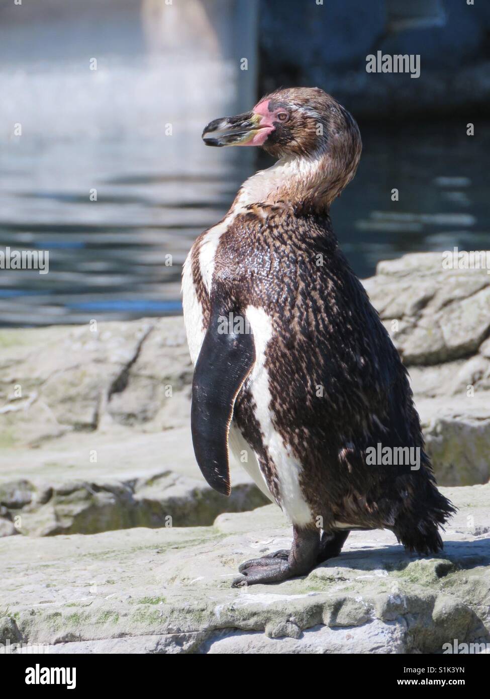 Black proud hi-res stock photography and images - Alamy