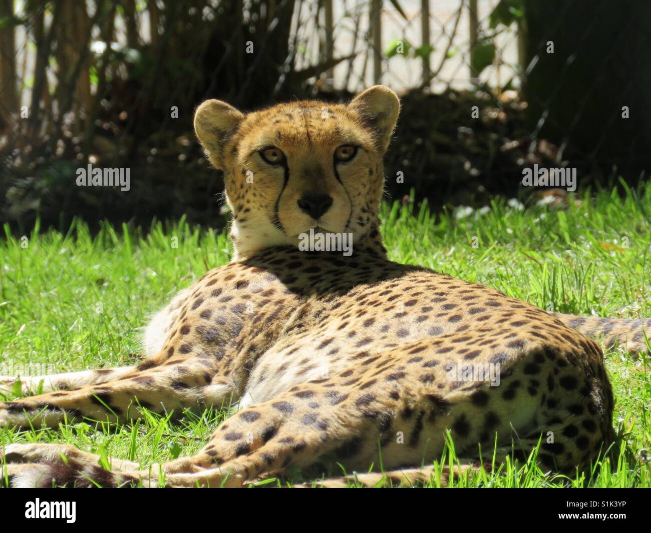 Cheetah love hi-res stock photography and images - Alamy