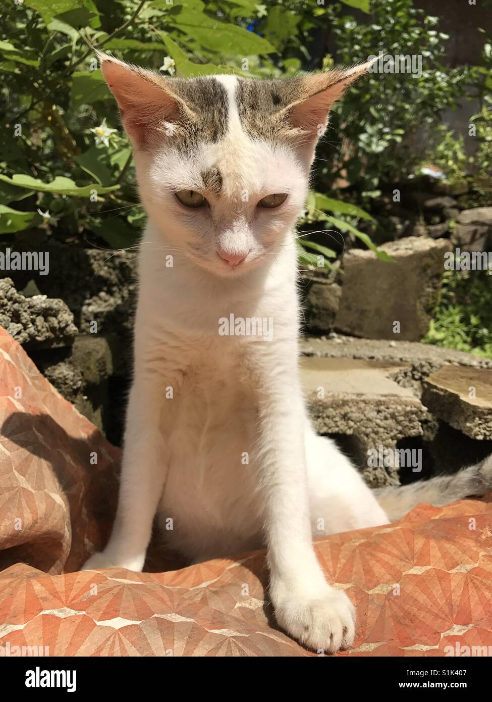 Tired tired cat hi-res stock photography and images - Alamy