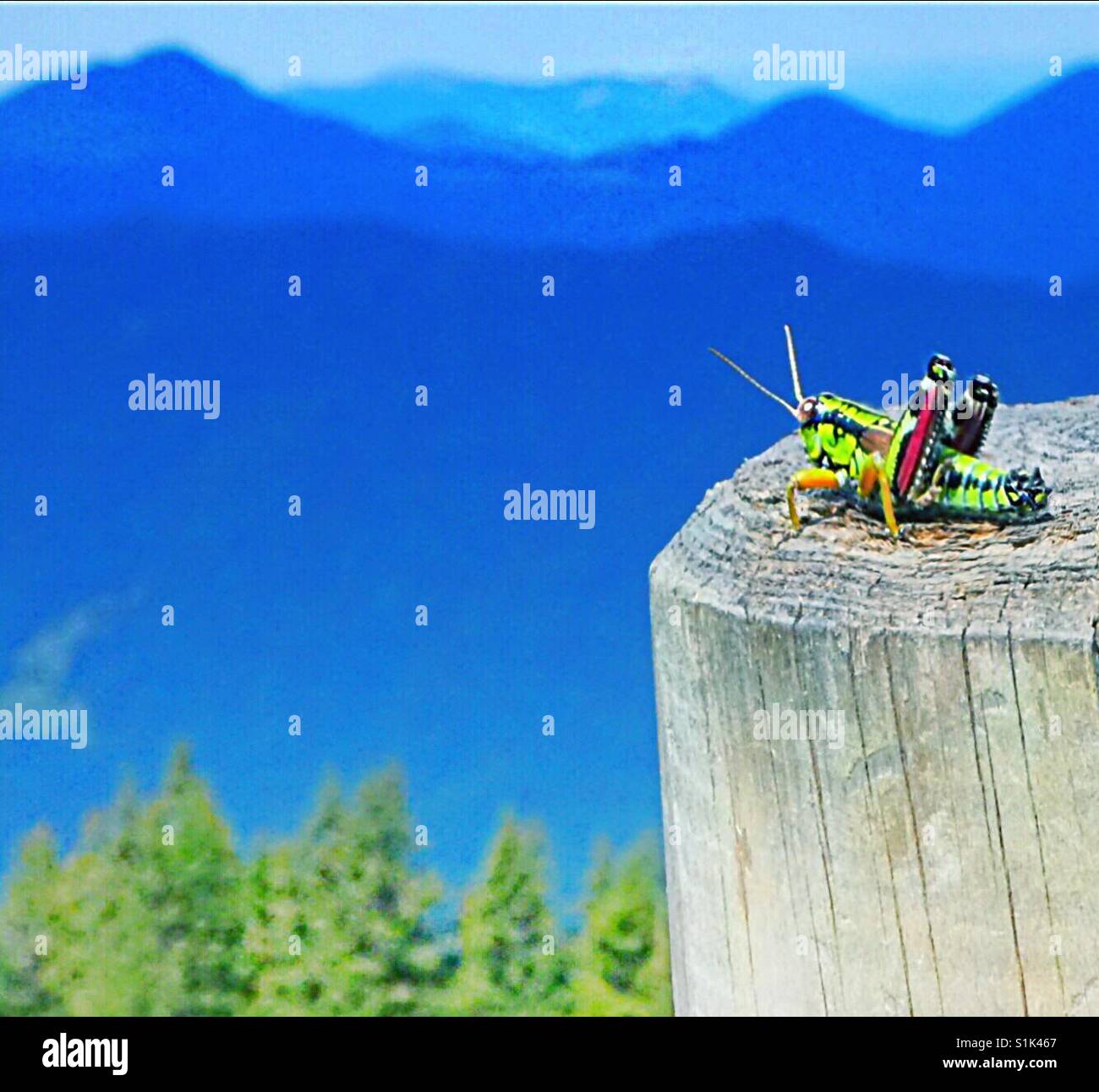 Grashopper with colors in the mountains! Stock Photo - Alamy