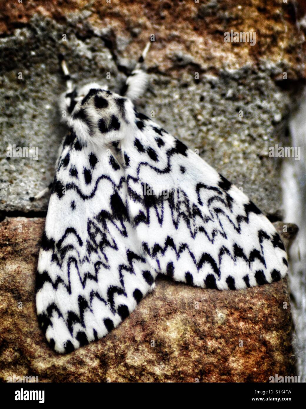 Striped moth uk Stock Photo - Alamy