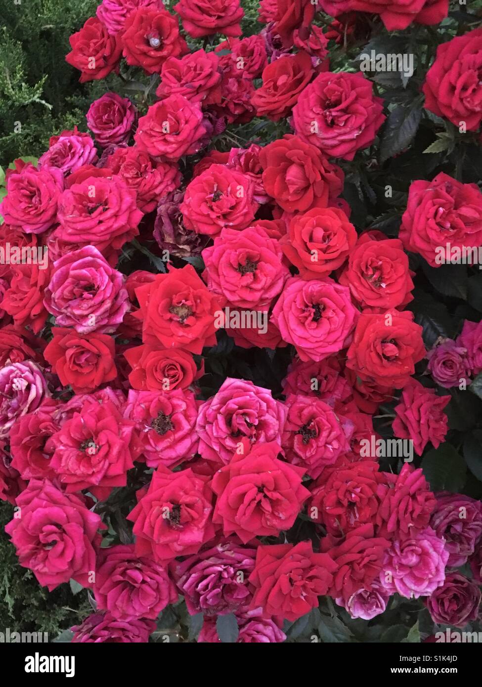 Pink wild roses Stock Photo - Alamy