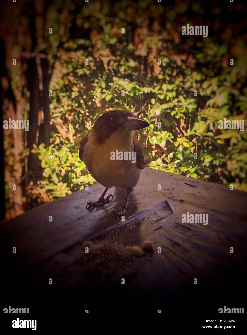 Bird eating biscuits crumbs on table Stock Photo - Alamy