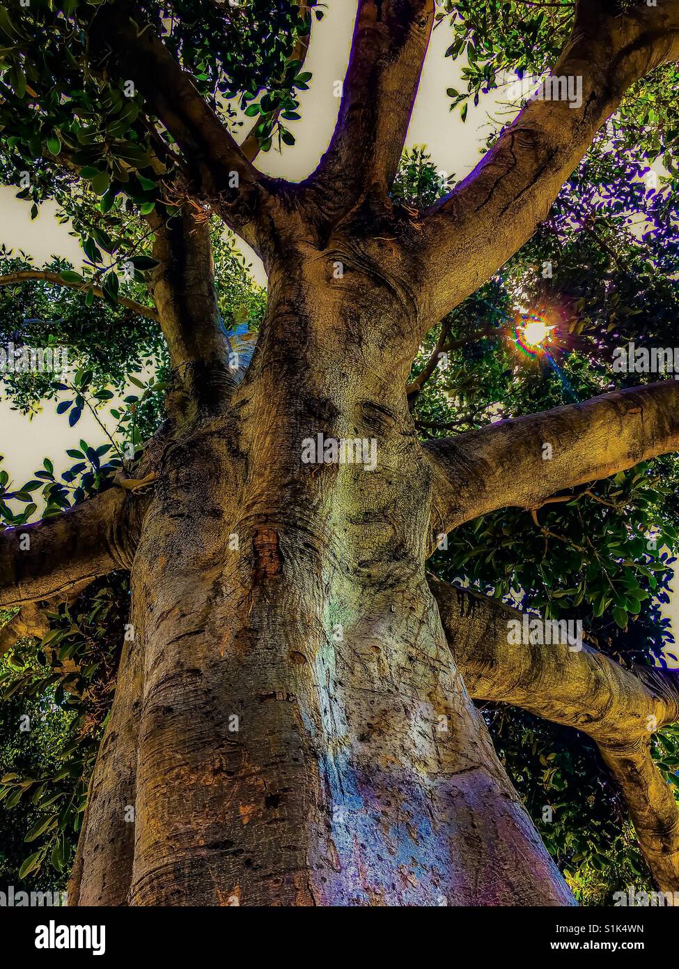 Tree with big trunk hi-res stock photography and images - Alamy