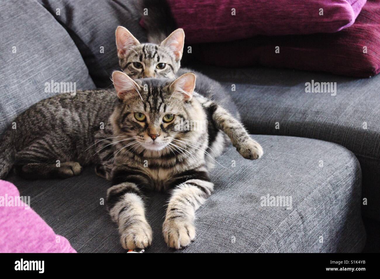 Double eyes hi-res stock photography and images - Alamy