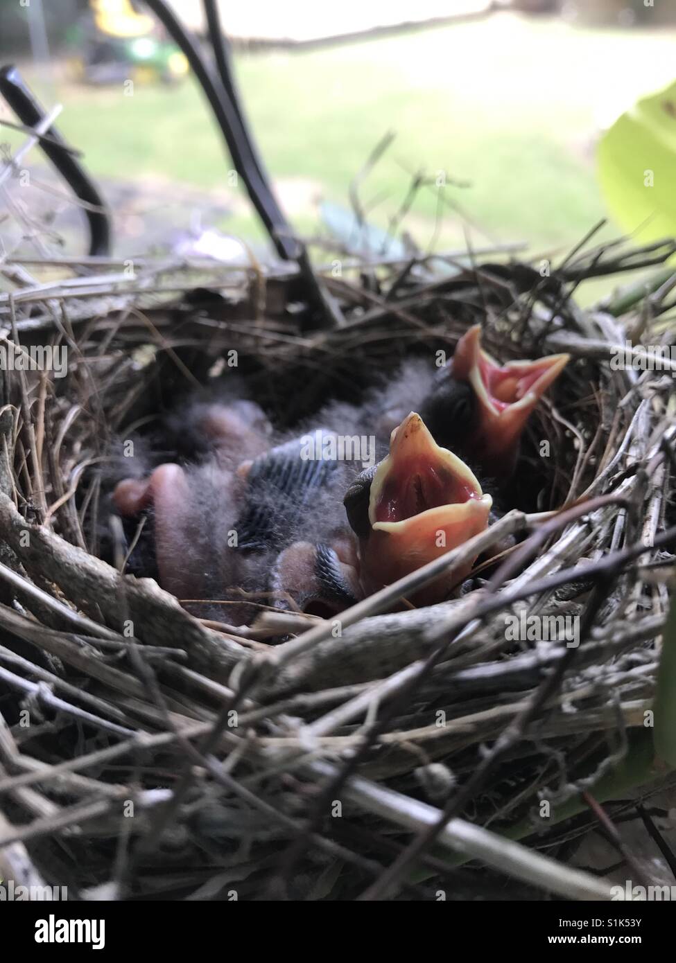 Baby birds hi-res stock photography and images - Alamy