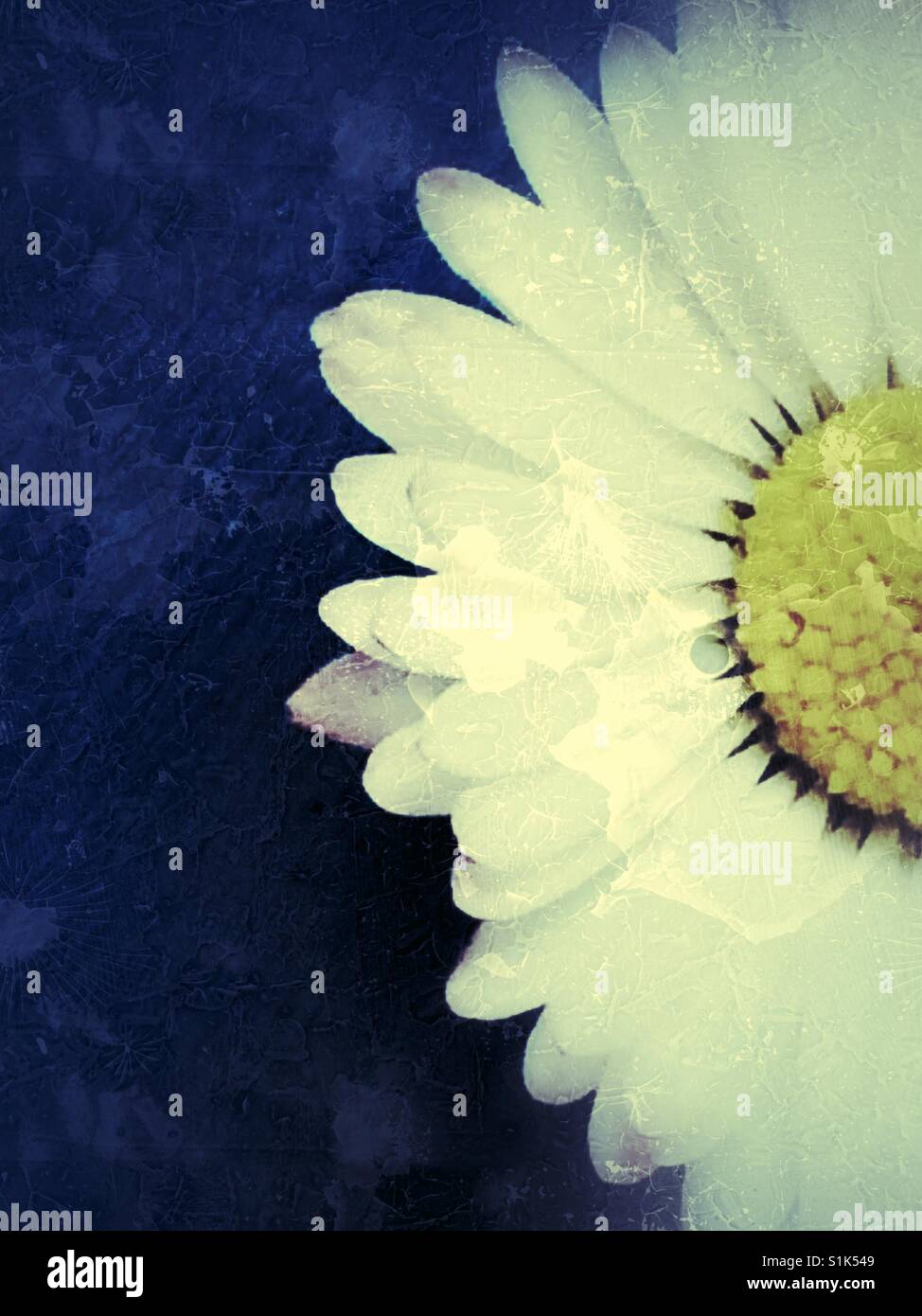 Daisy flower head in close up Stock Photo - Alamy