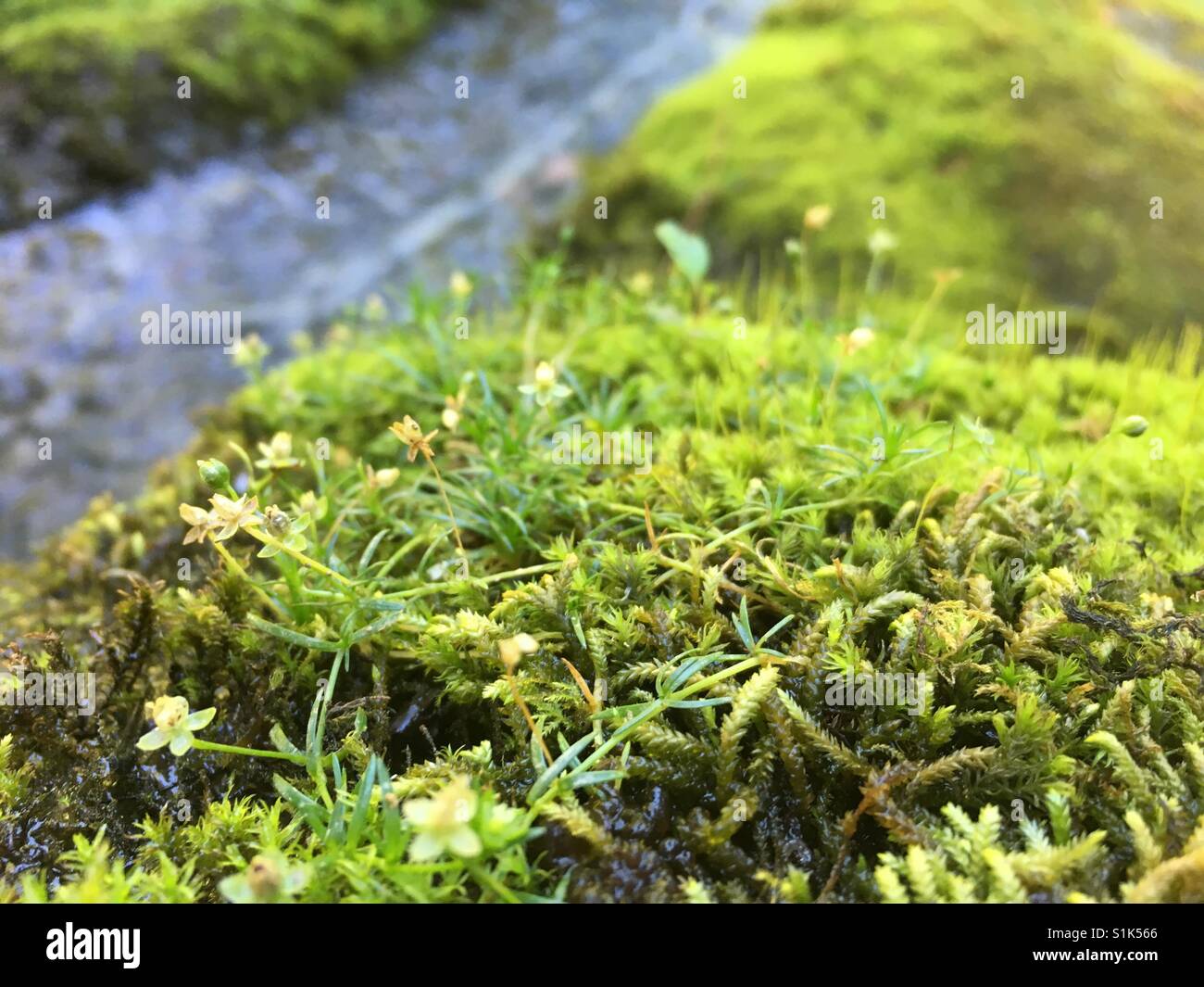 Moss Patch High Resolution Stock Photography and Images - Alamy