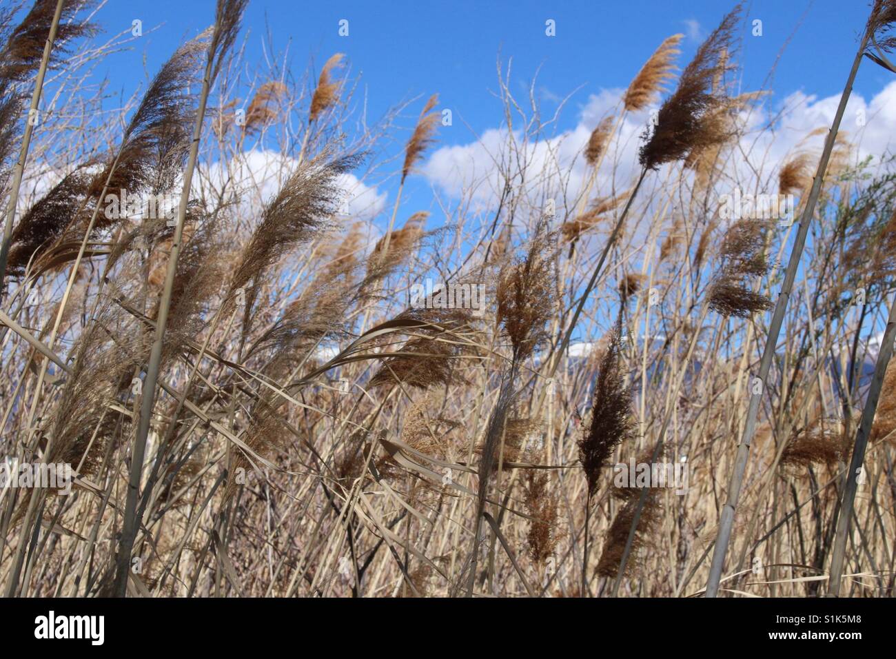 Waving Wheat High Resolution Stock Photography and Images - Alamy