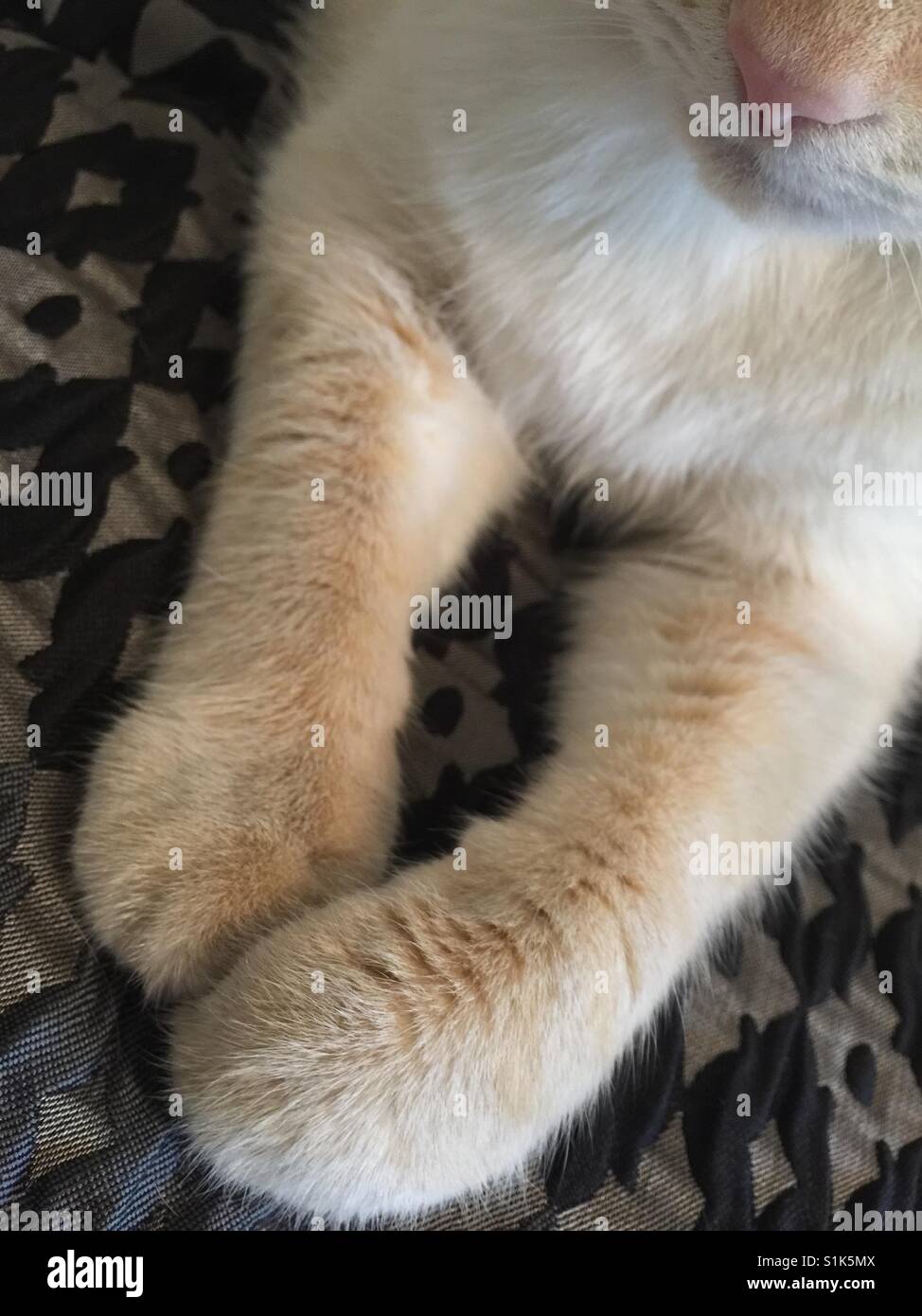 White legs hi-res stock photography and images - Alamy