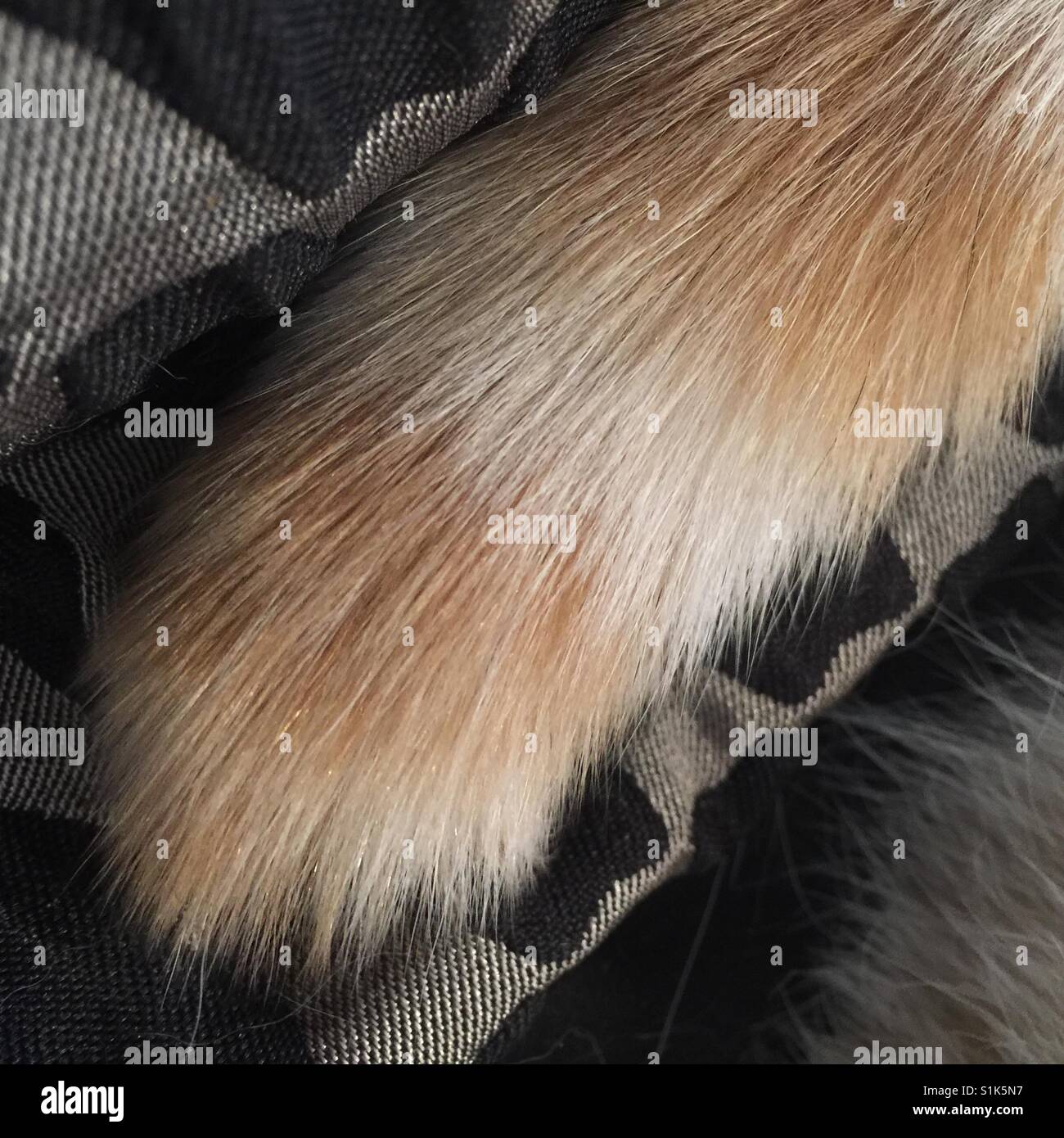Striped tail hi-res stock photography and images - Alamy
