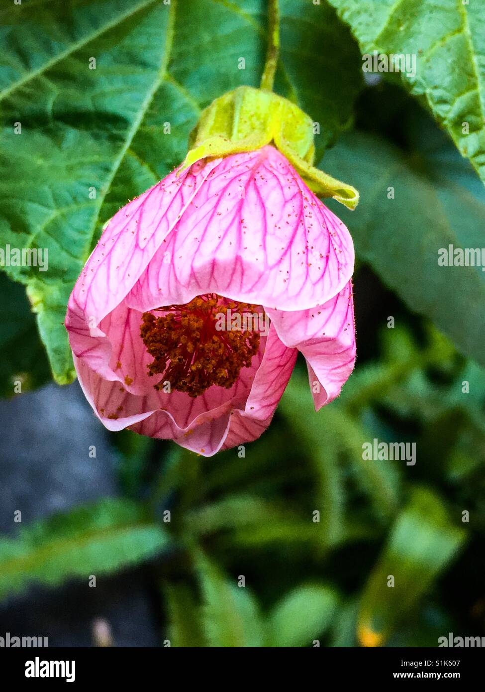 Open hibiscus hi-res stock photography and images - Alamy