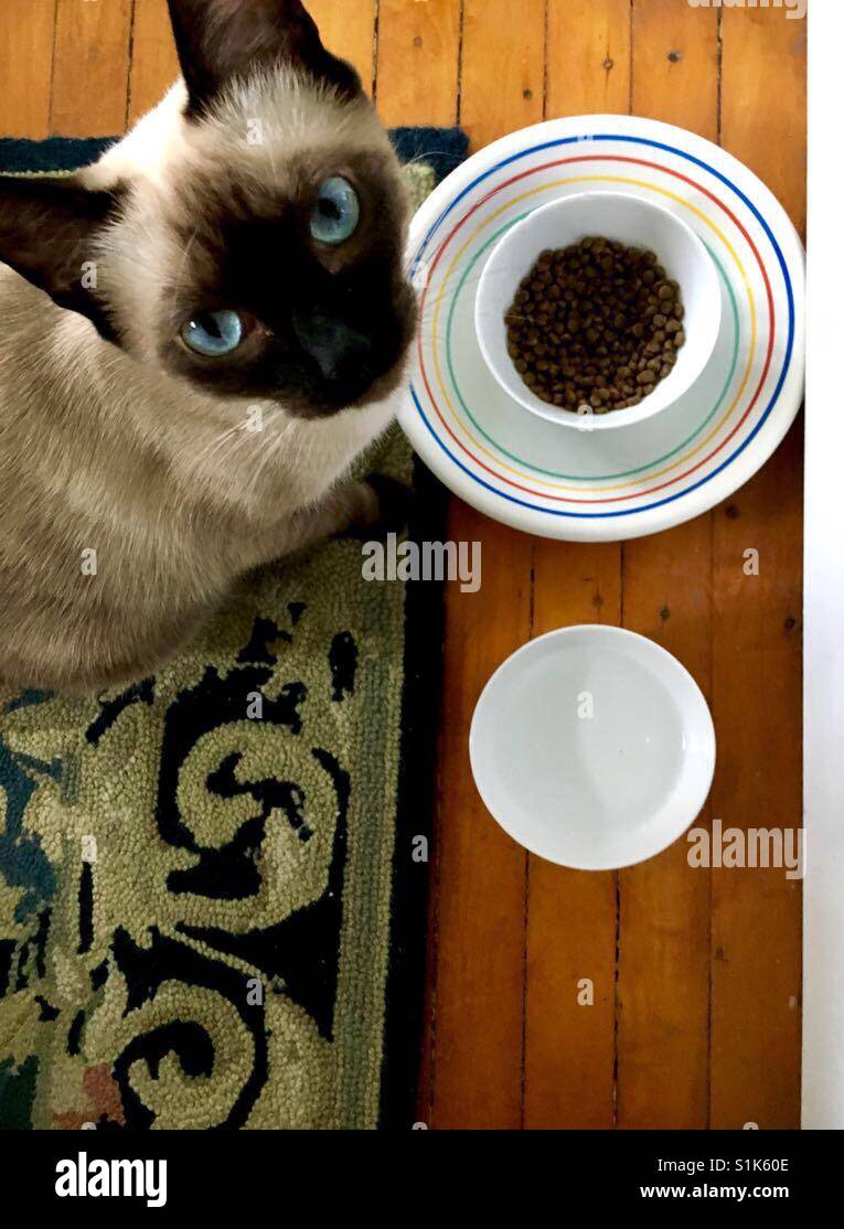 Siamese cat with food and water Stock Photo - Alamy