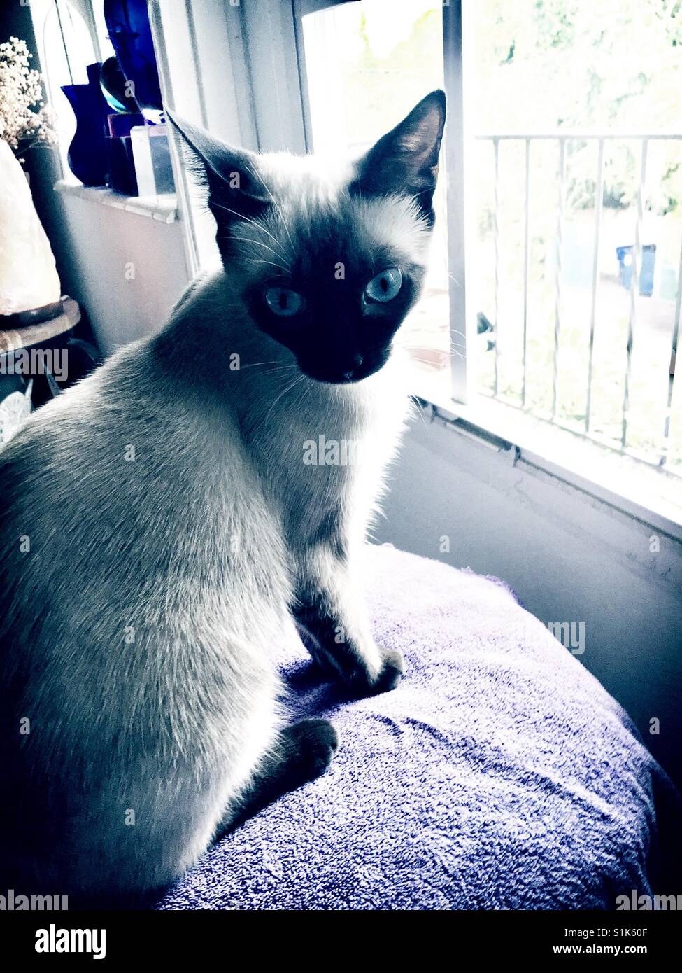 Siamese cat asian cat hi-res stock photography and images - Alamy