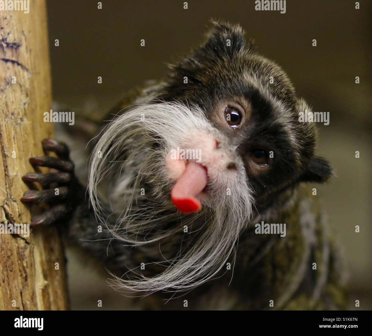 Emperor tamarin hi-res stock photography and images - Alamy