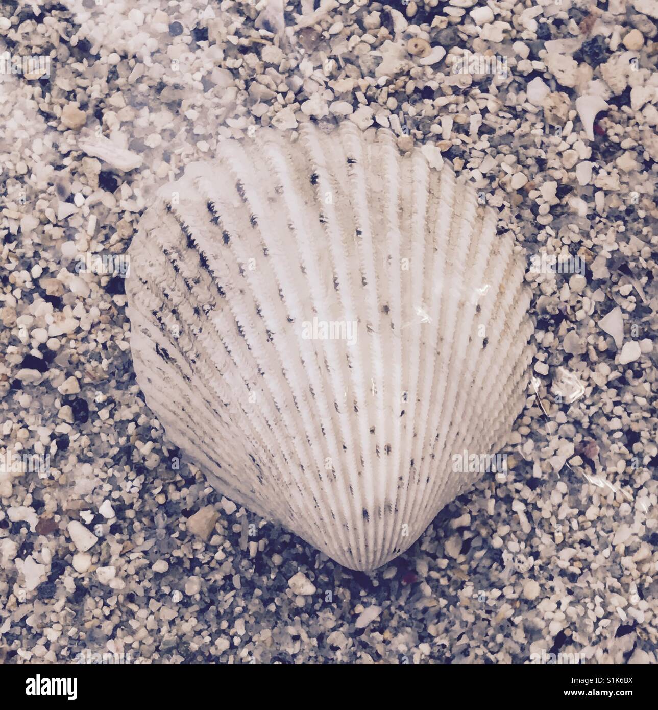 Shell and coral hi-res stock photography and images - Alamy