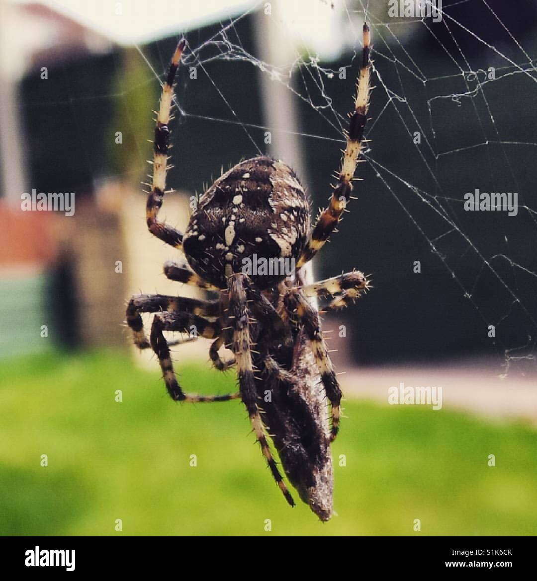 Spider instinct hi-res stock photography and images - Alamy
