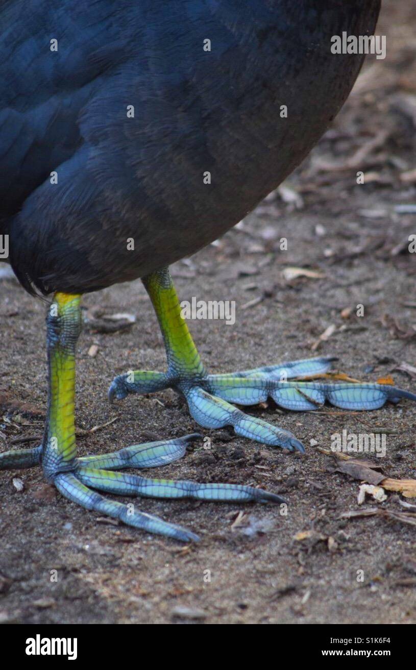 Coot feet hi-res stock photography and images - Alamy