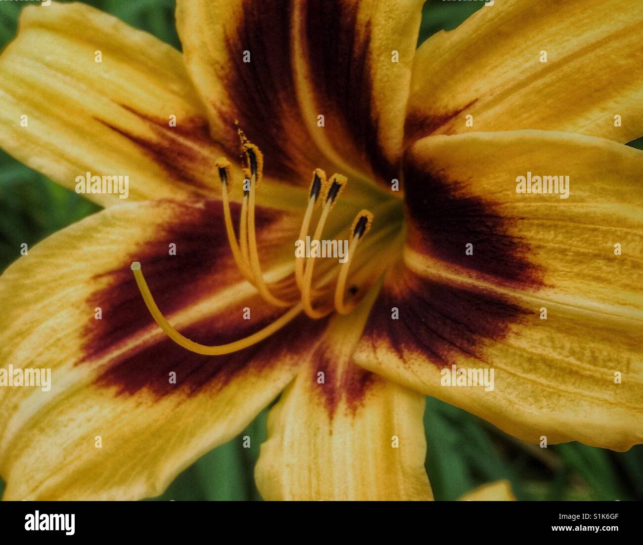 Close up of a Lilly Stock Photo - Alamy