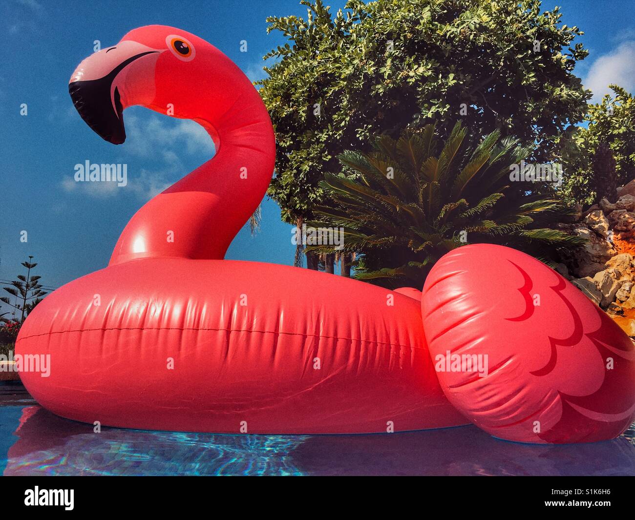 Summer fun. Inflatable pink plastic flamingo in swimming pool Stock ...