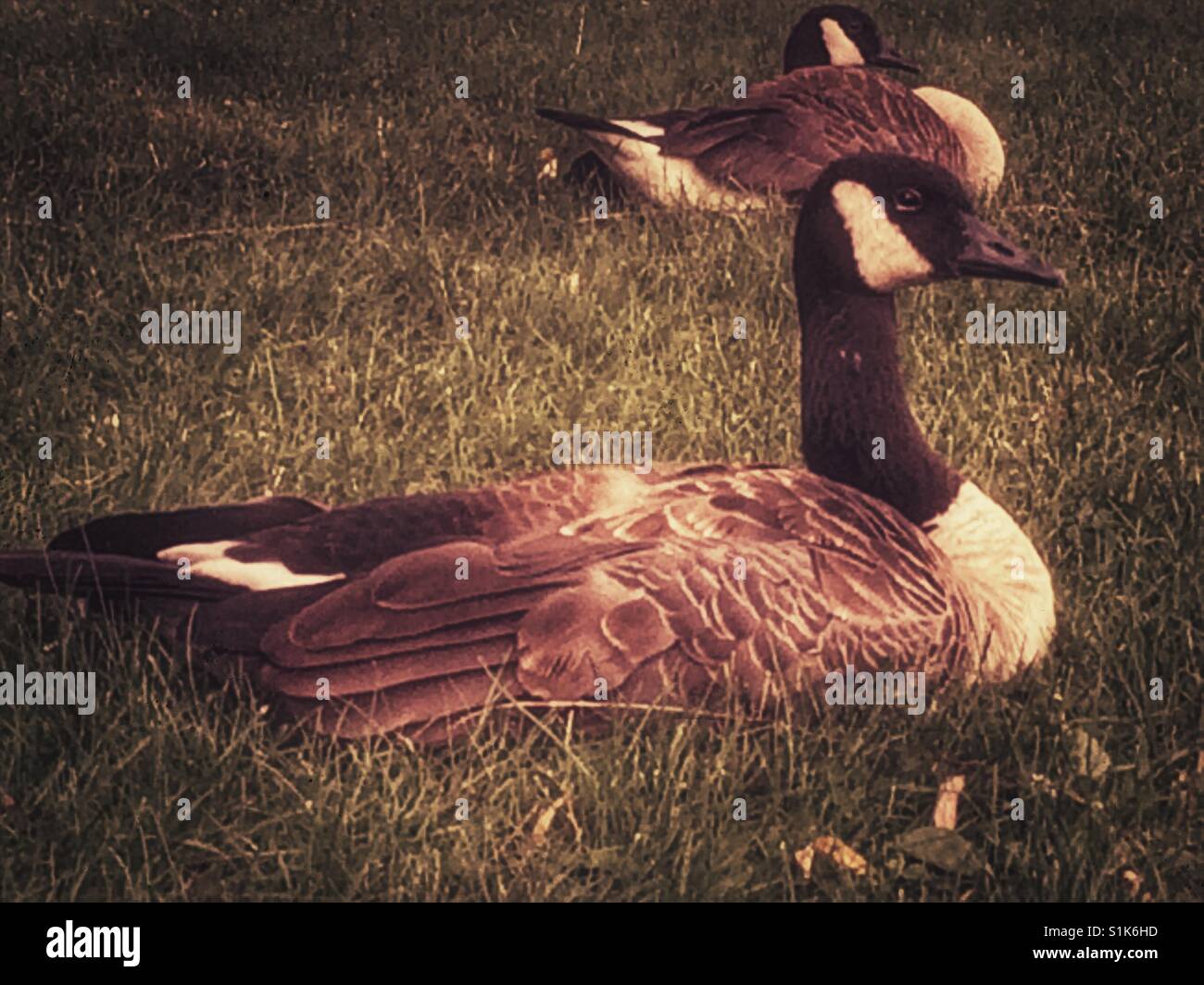 Montreal wildlife hi-res stock photography and images - Alamy