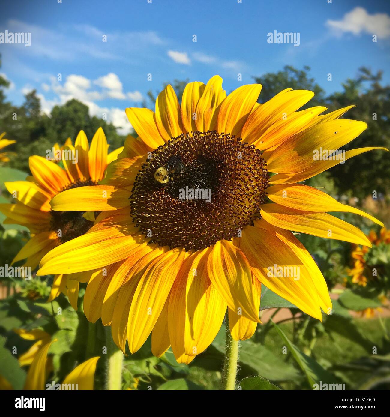Bee bees sunflower hi-res stock photography and images - Alamy