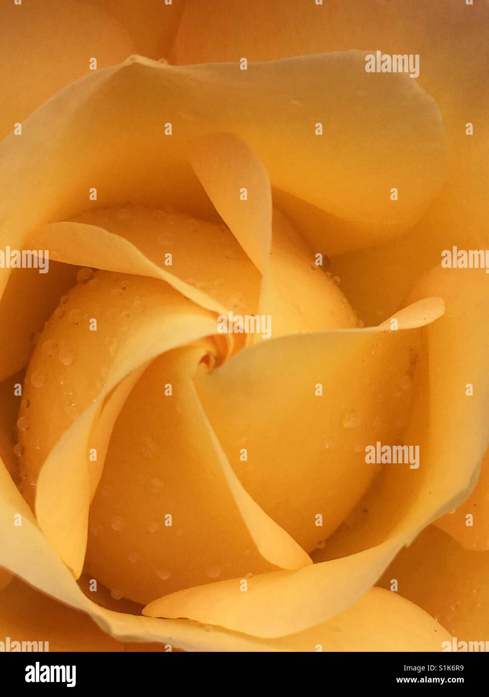 Rose gold petals hi-res stock photography and images - Alamy