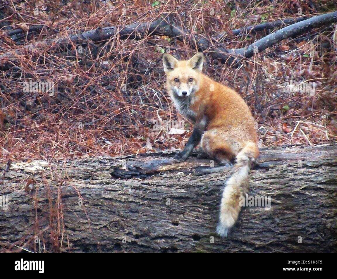 Fox on a log Stock Photo - Alamy