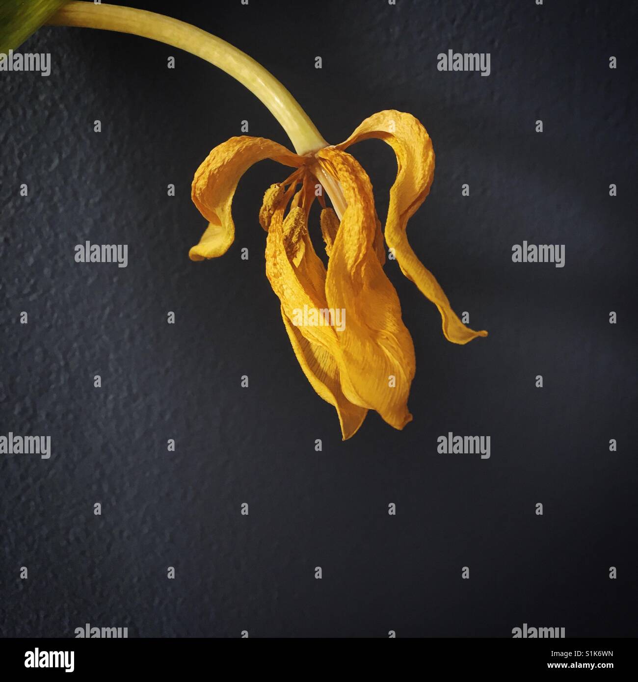 Dead dried yellow tulip flower hi-res stock photography and images - Alamy