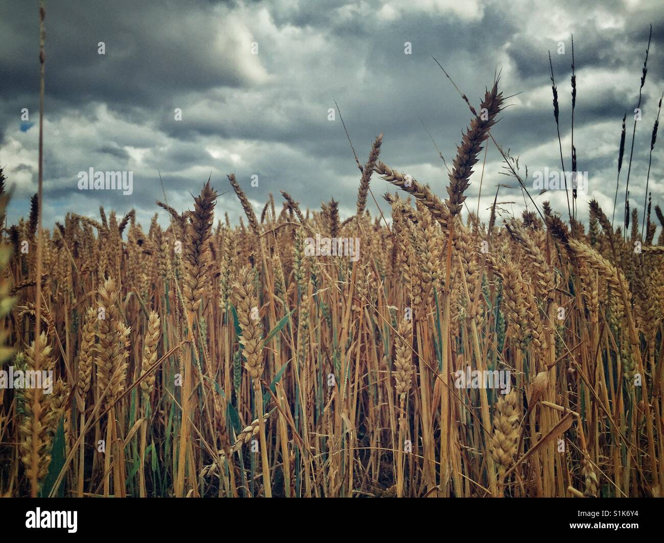 Cereal crop hi-res stock photography and images - Alamy