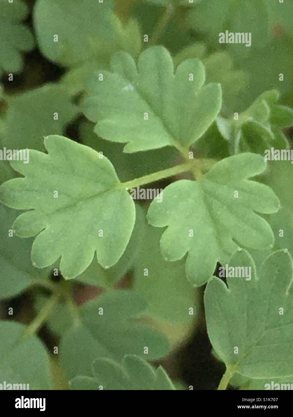 Naturaleza hojas hi-res stock photography and images - Alamy