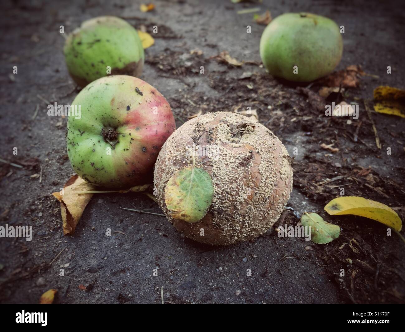Death apple hi-res stock photography and images - Alamy