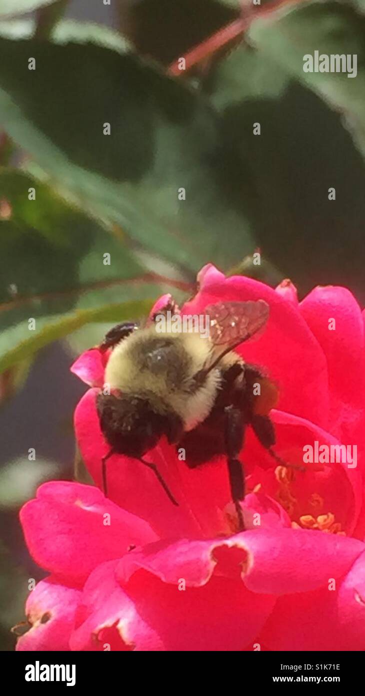 Bee in rose Stock Photo - Alamy
