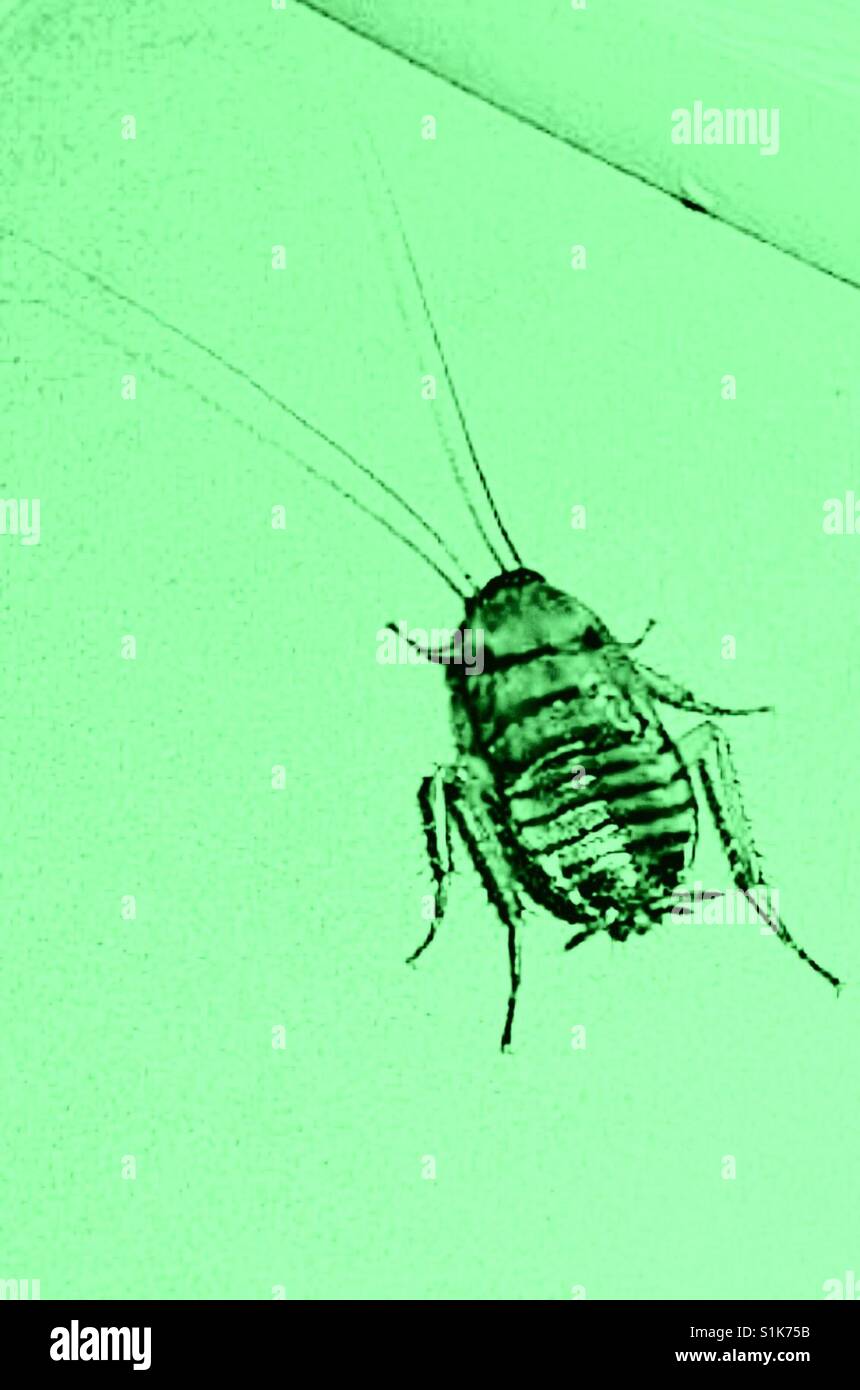 Green cockroach hi-res stock photography and images - Alamy