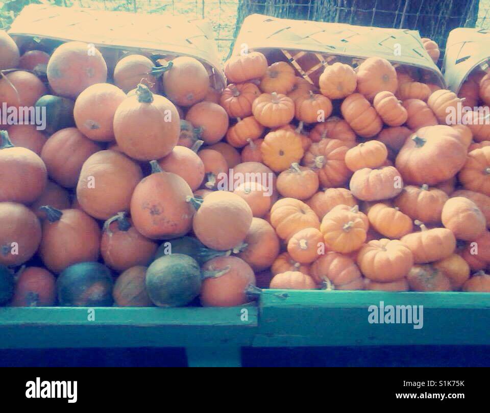 Pumpkin bin at the market- North Carolina Stock Photo - Alamy