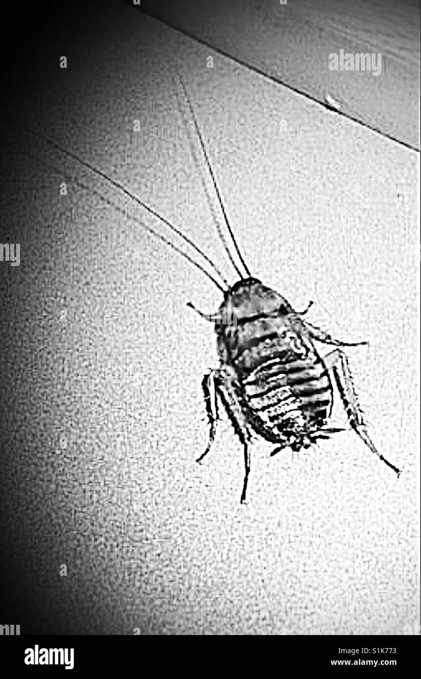 Black cockroaches hi-res stock photography and images - Alamy