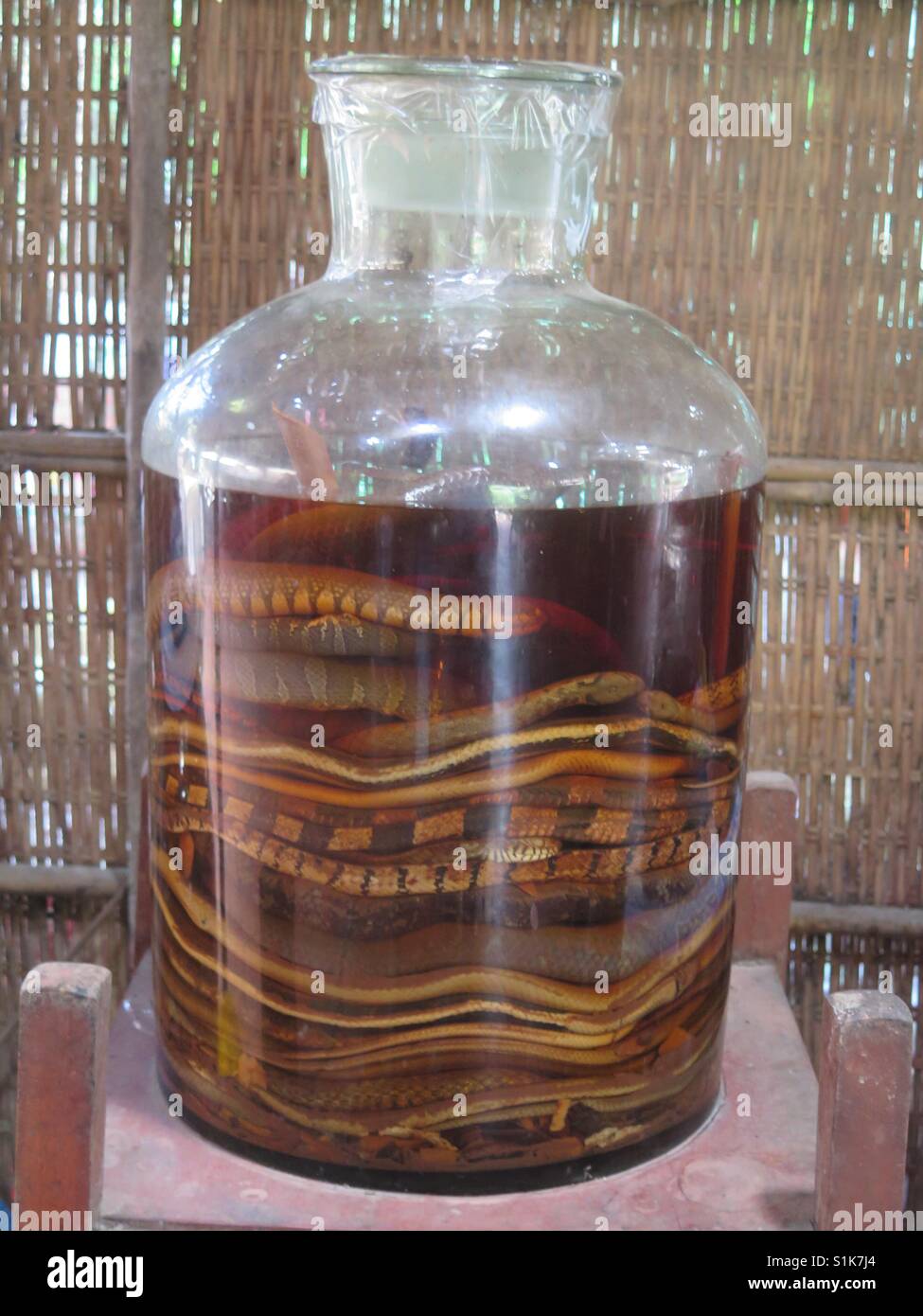 Vietnam snake hi-res stock photography and images - Alamy