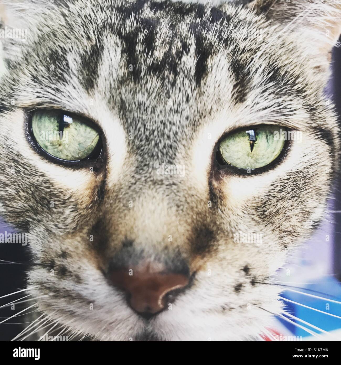 Selfie cat hi-res stock photography and images - Alamy