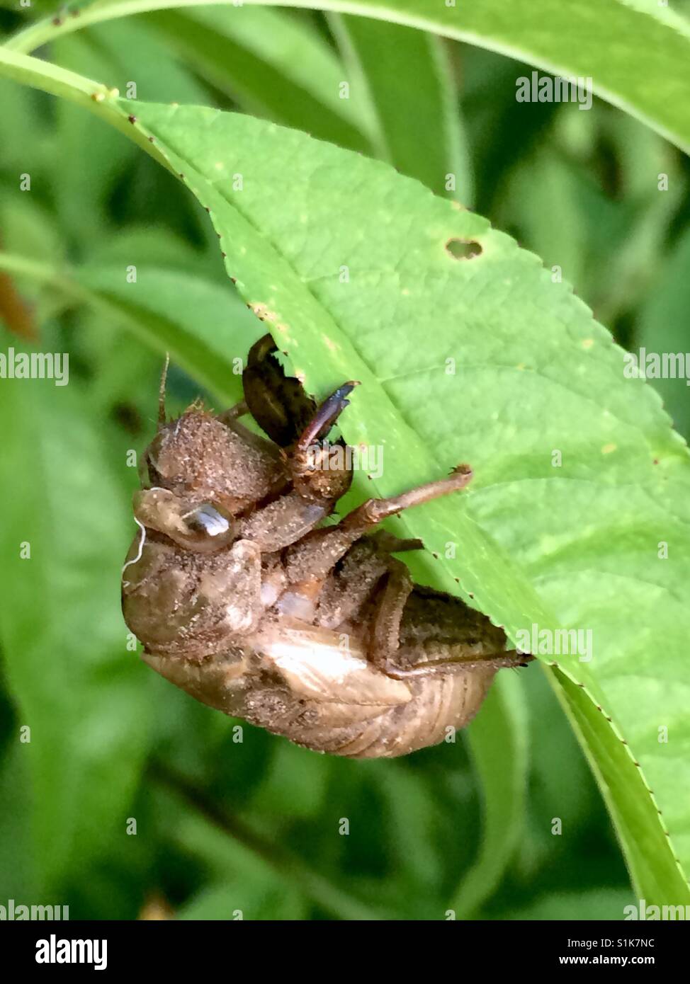 Cicadas husk hi-res stock photography and images - Alamy