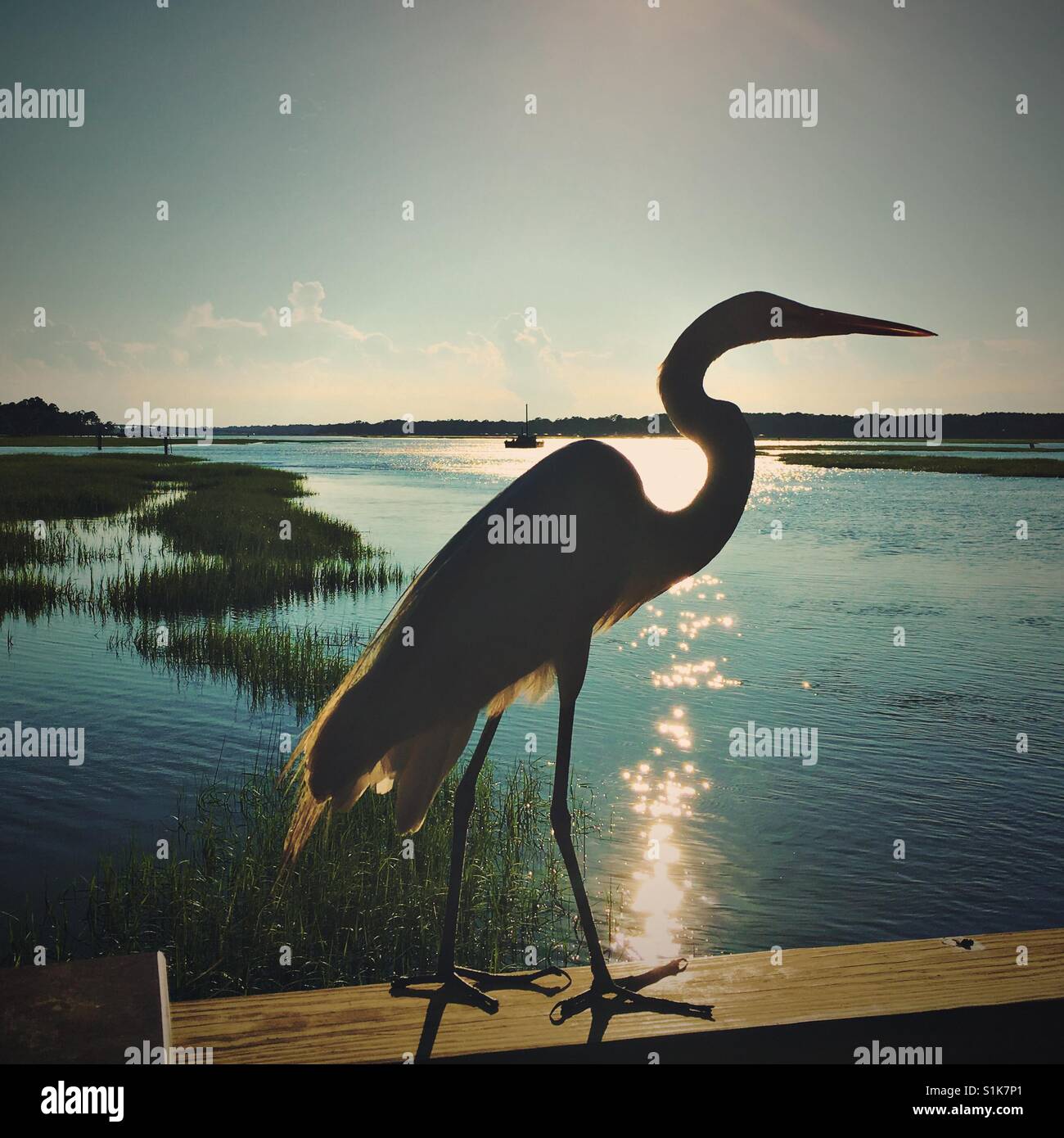 Great white heron at sunset Stock Photo - Alamy