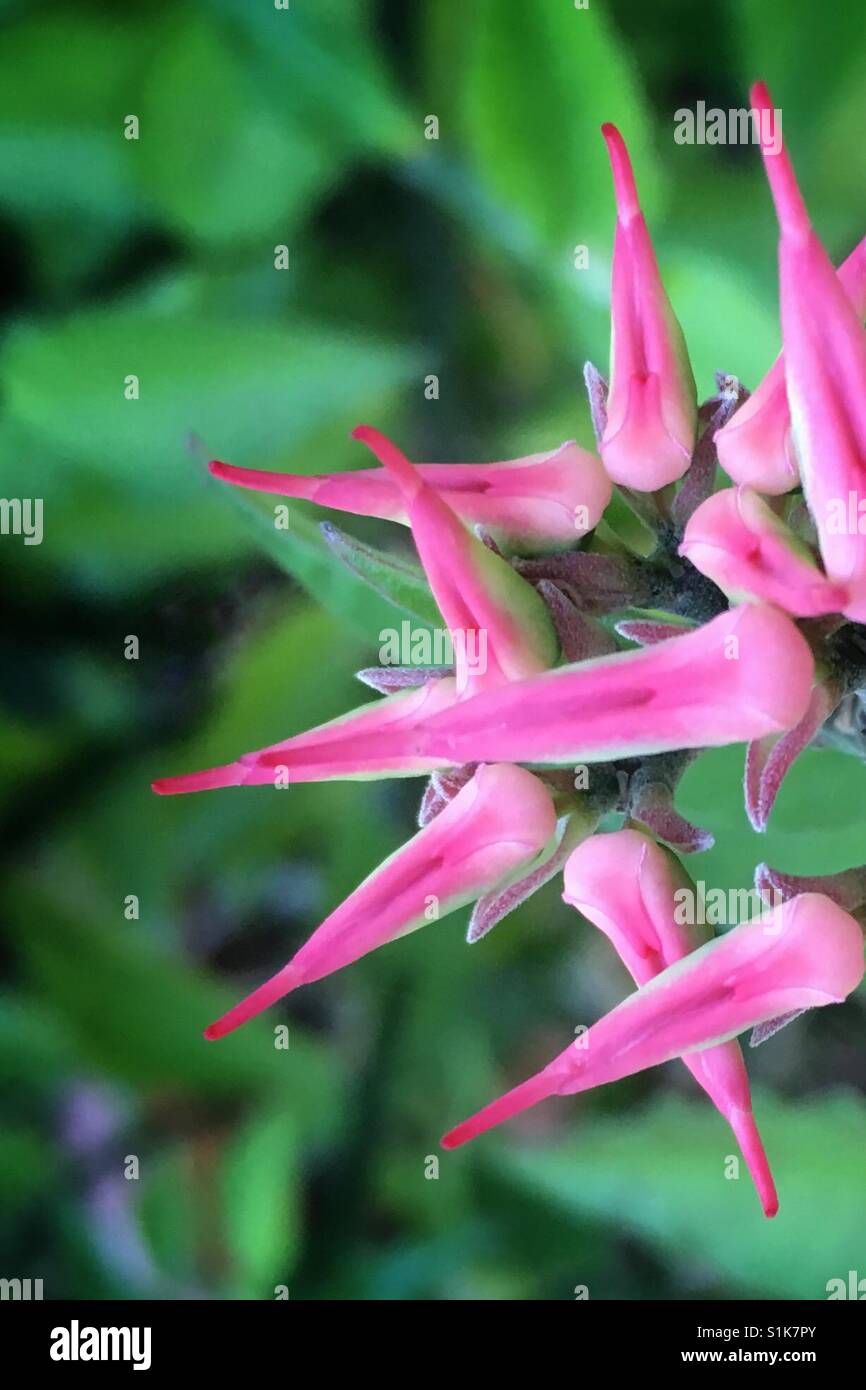 Pointy Head High Resolution Stock Photography and Images - Alamy