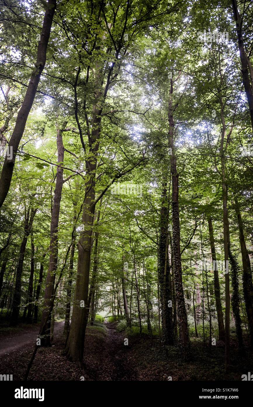 Long Trees in a Forest Stock Photo - Alamy