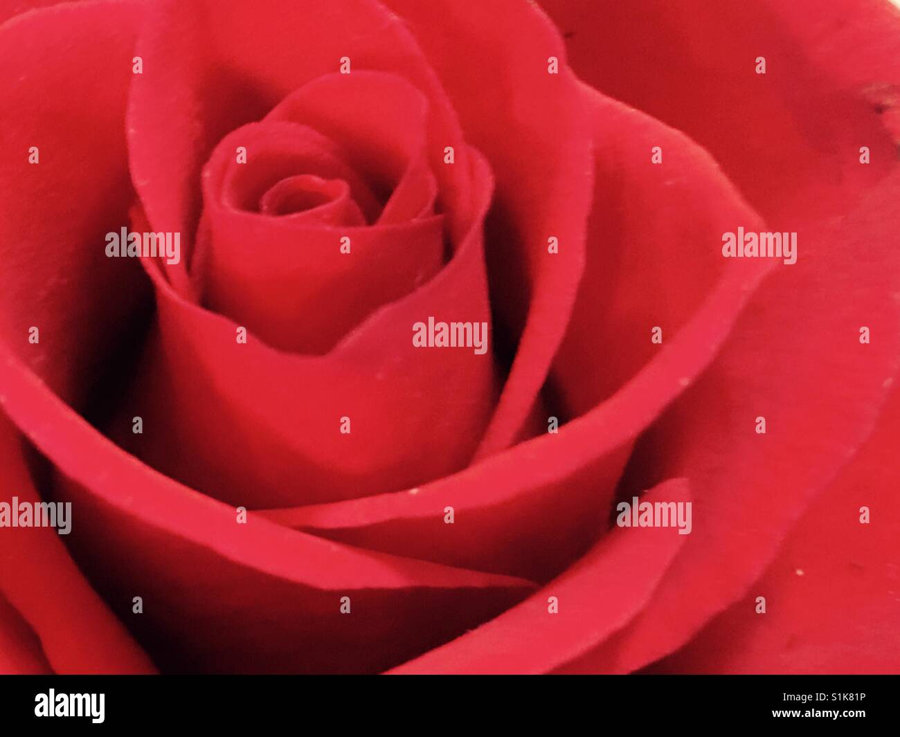 Rose jacobs hi-res stock photography and images - Alamy