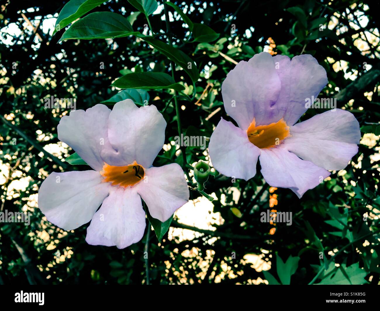 Mandevilla flower hi-res stock photography and images - Alamy