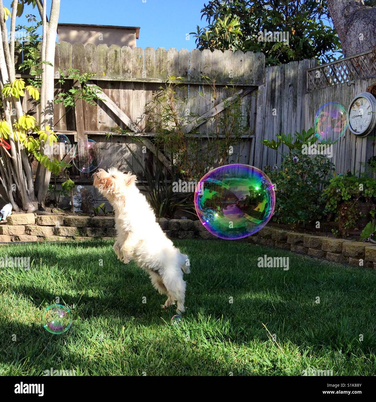 Dog and bubbles hi-res stock photography and images - Alamy