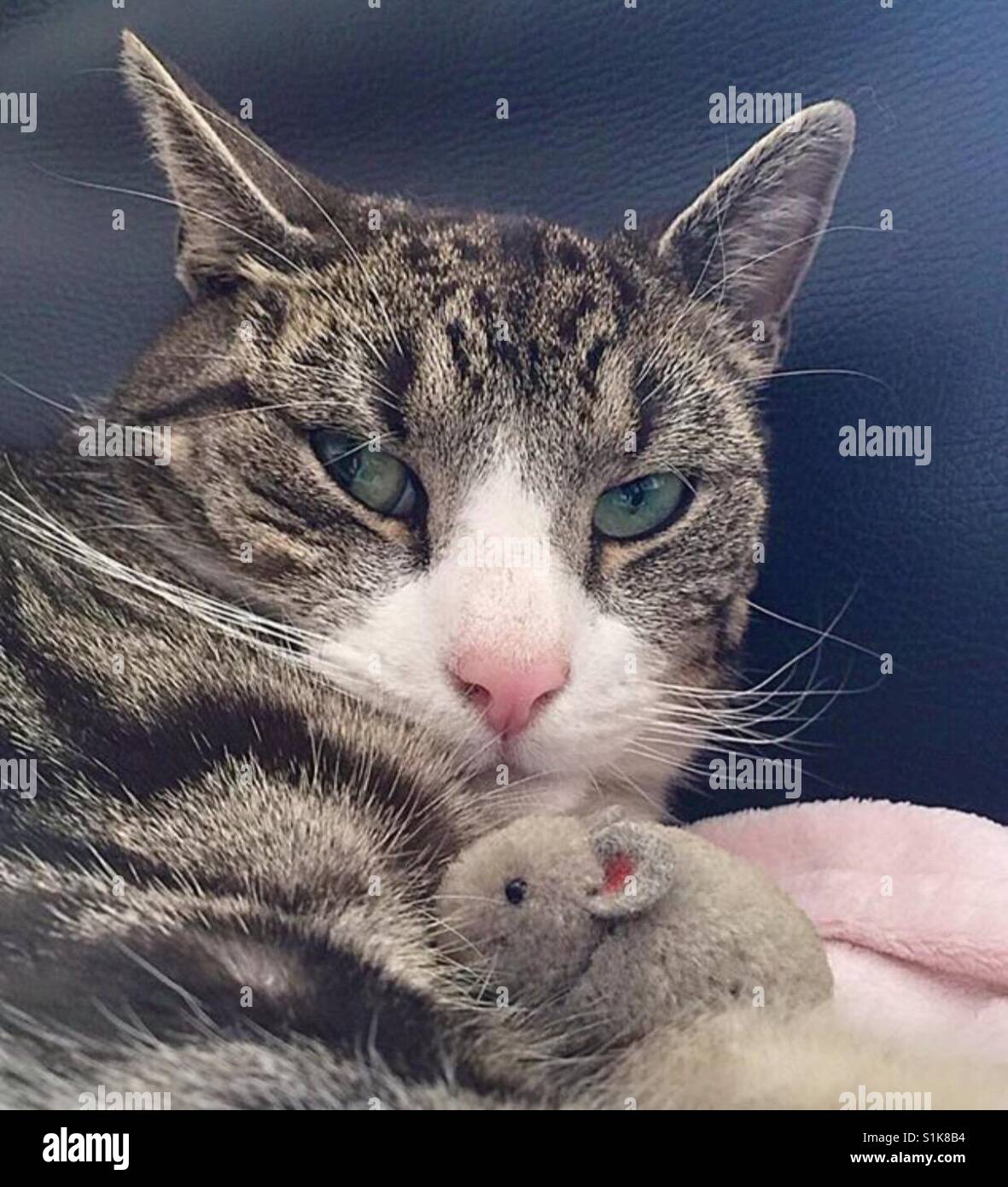 Not a mouse...! Stock Photo - Alamy