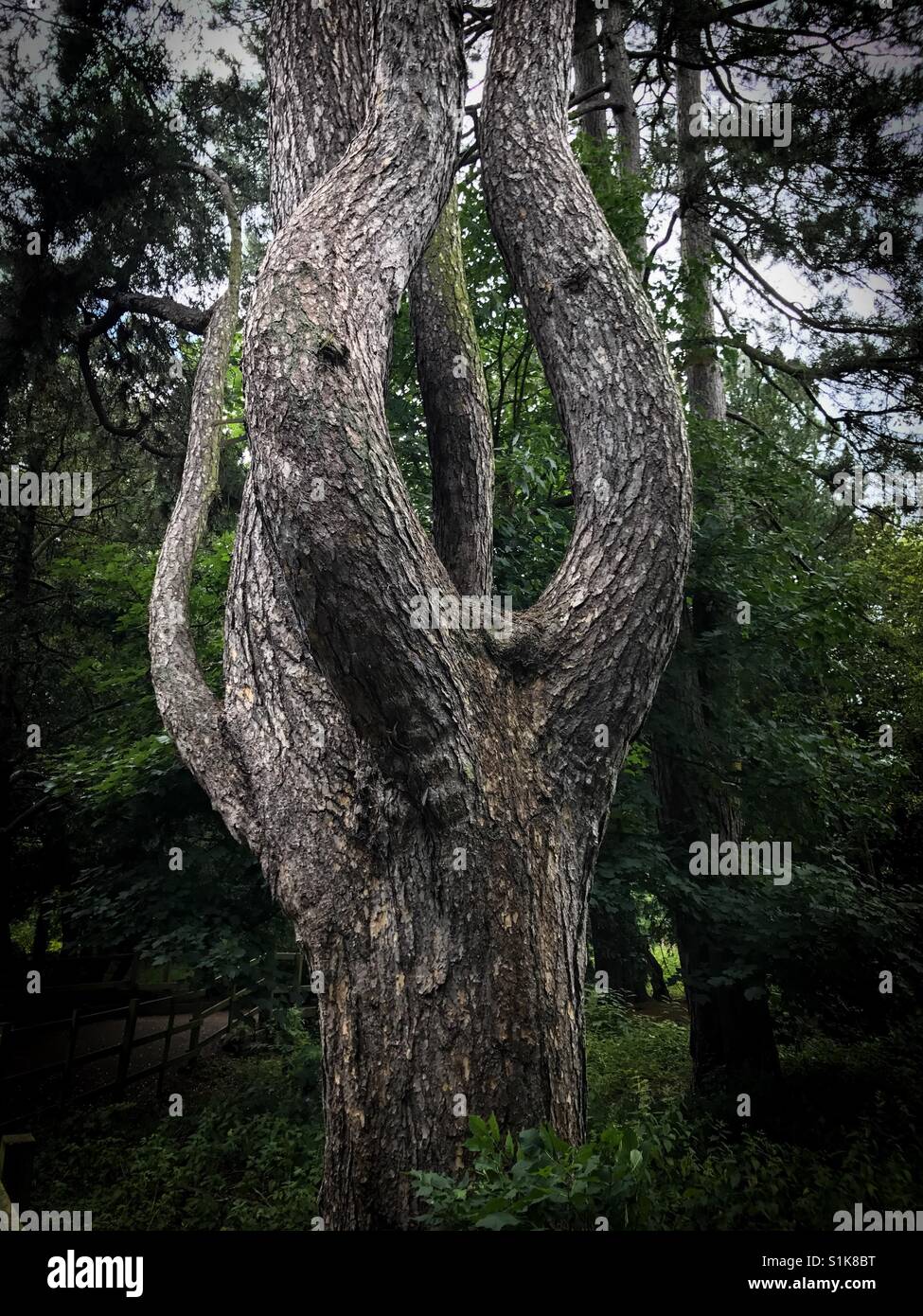 Deformed trunk hi-res stock photography and images - Alamy