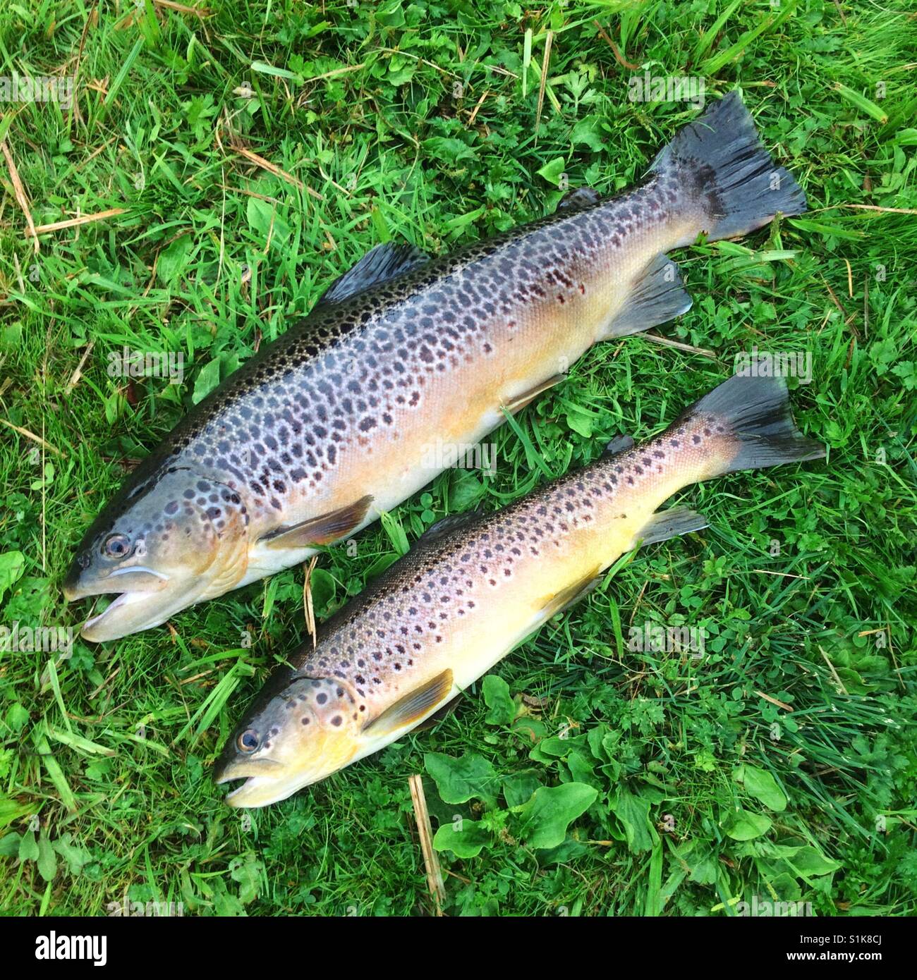 Brace of freshly caught brown trout on the river bank, 5lb and 1 1/2lbs ...