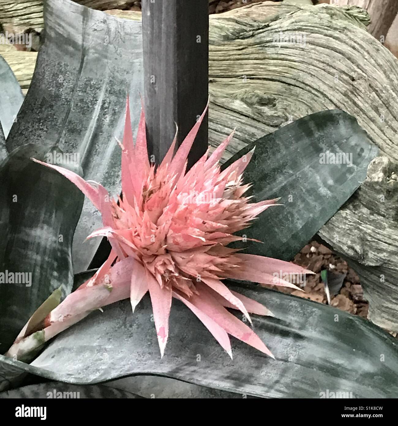 Spiky flower hi-res stock photography and images - Alamy