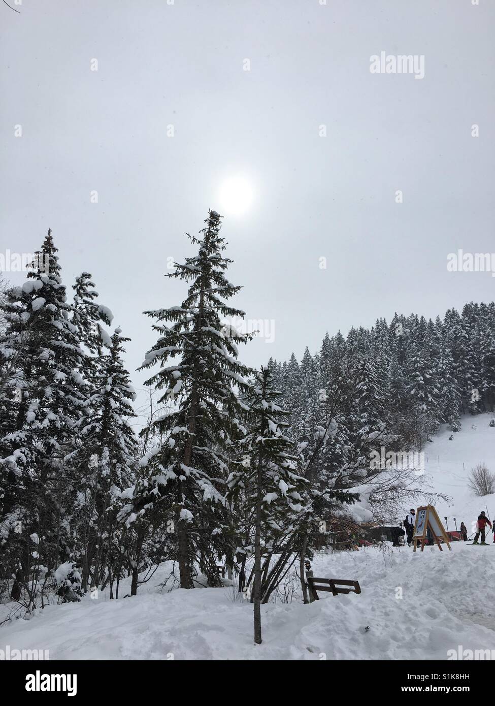 Bliss forest hi-res stock photography and images - Alamy